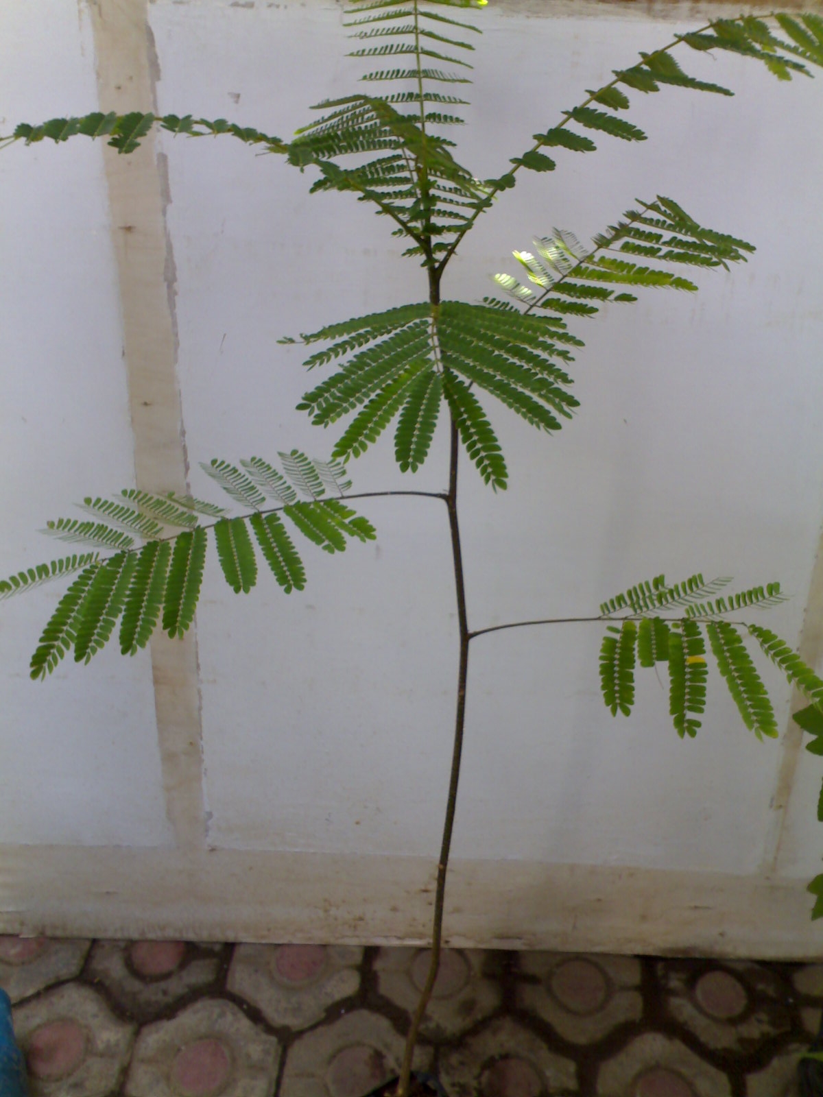 HIJAU DENGAN POHON