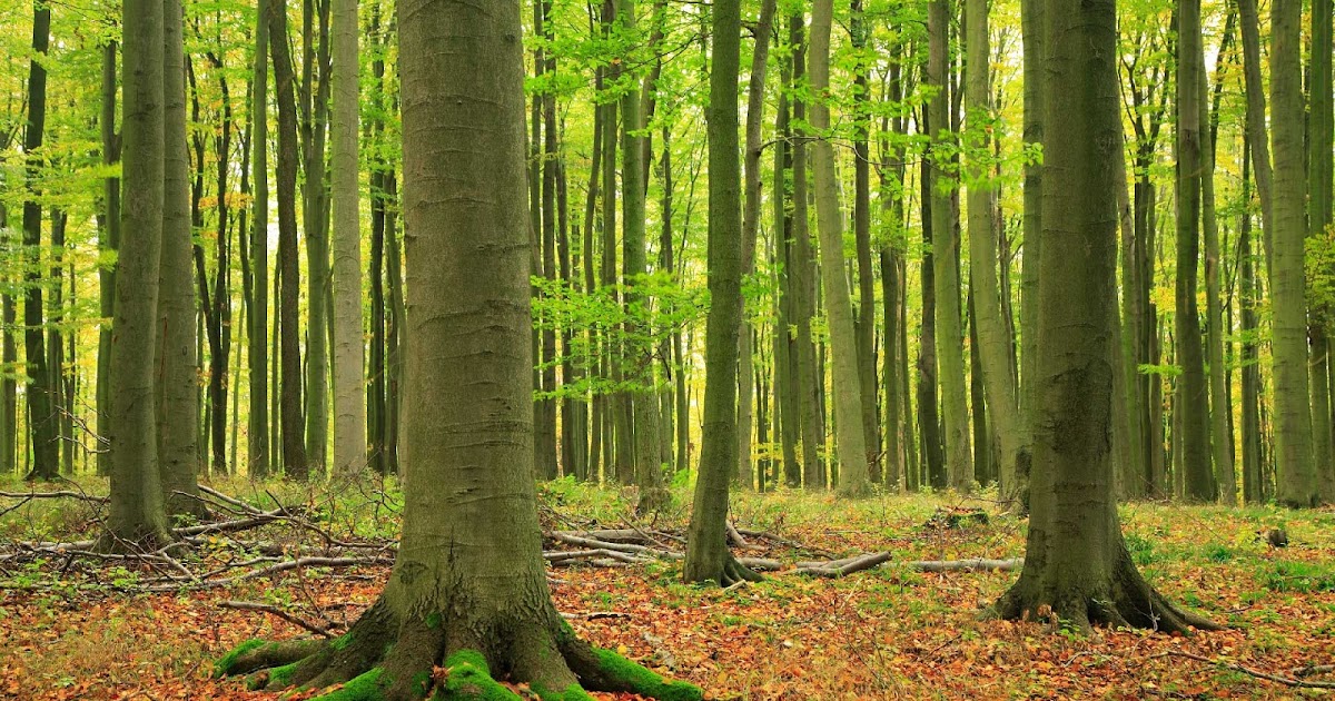 Perú agroalimentario: Productividad nacional: Negocios y producción ...