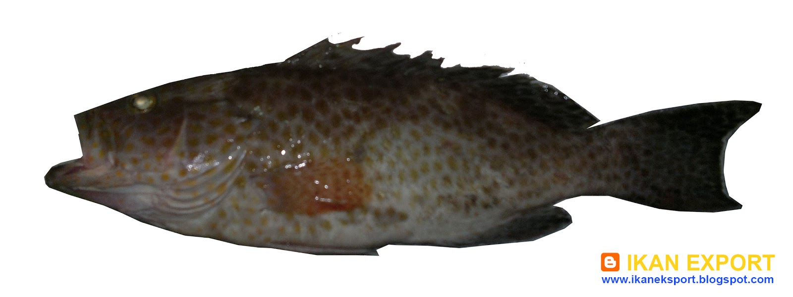 Ikan Eksport: Kerapu Gepeng Hitam