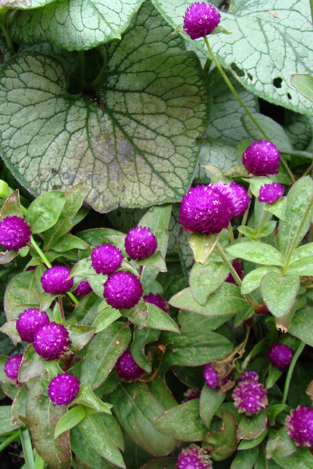 Purple Angelonia and more in a Purple Garden