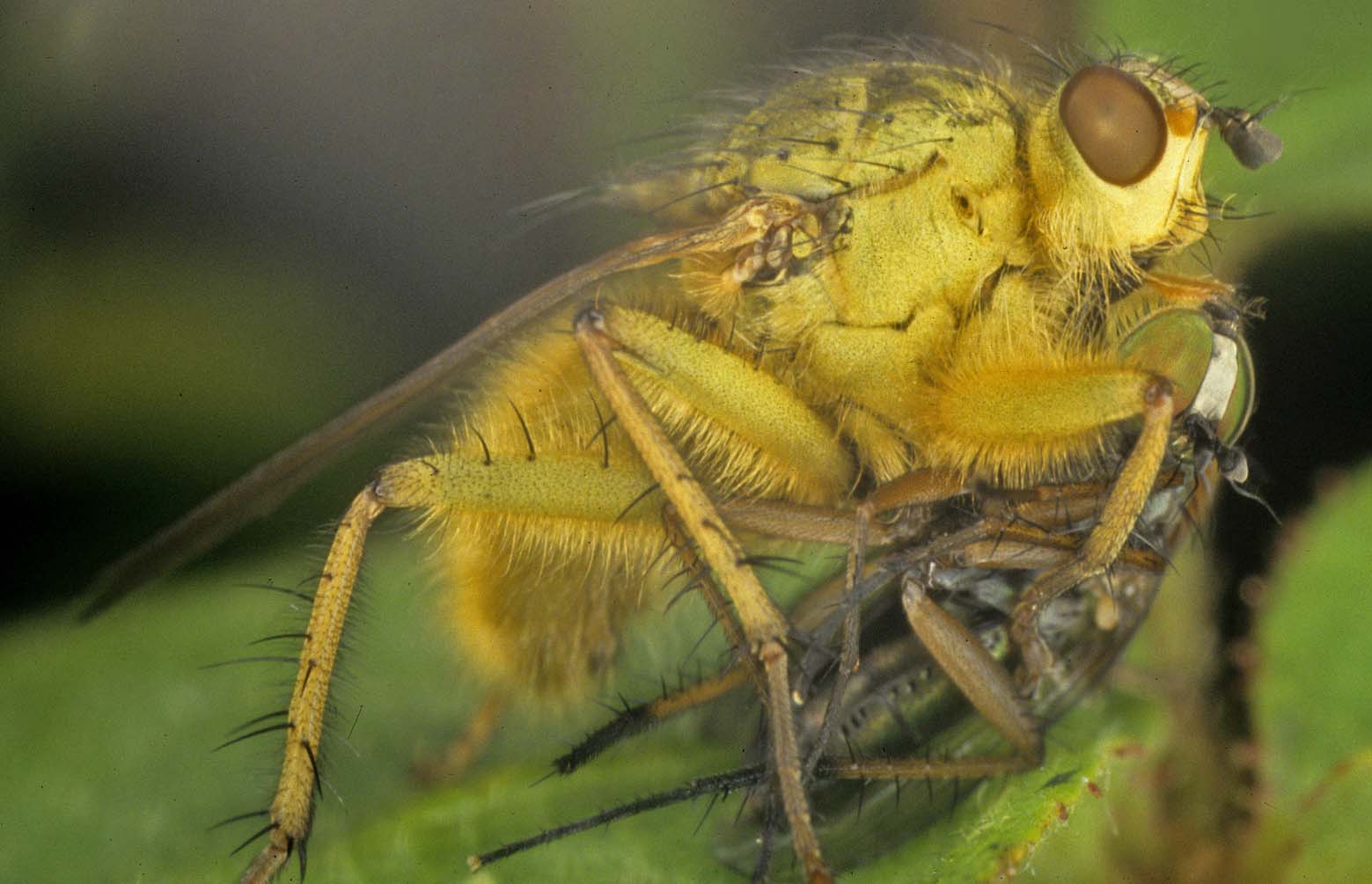 CABINET OF CURIOSITIES: A Day in the Life of a Dung Fly