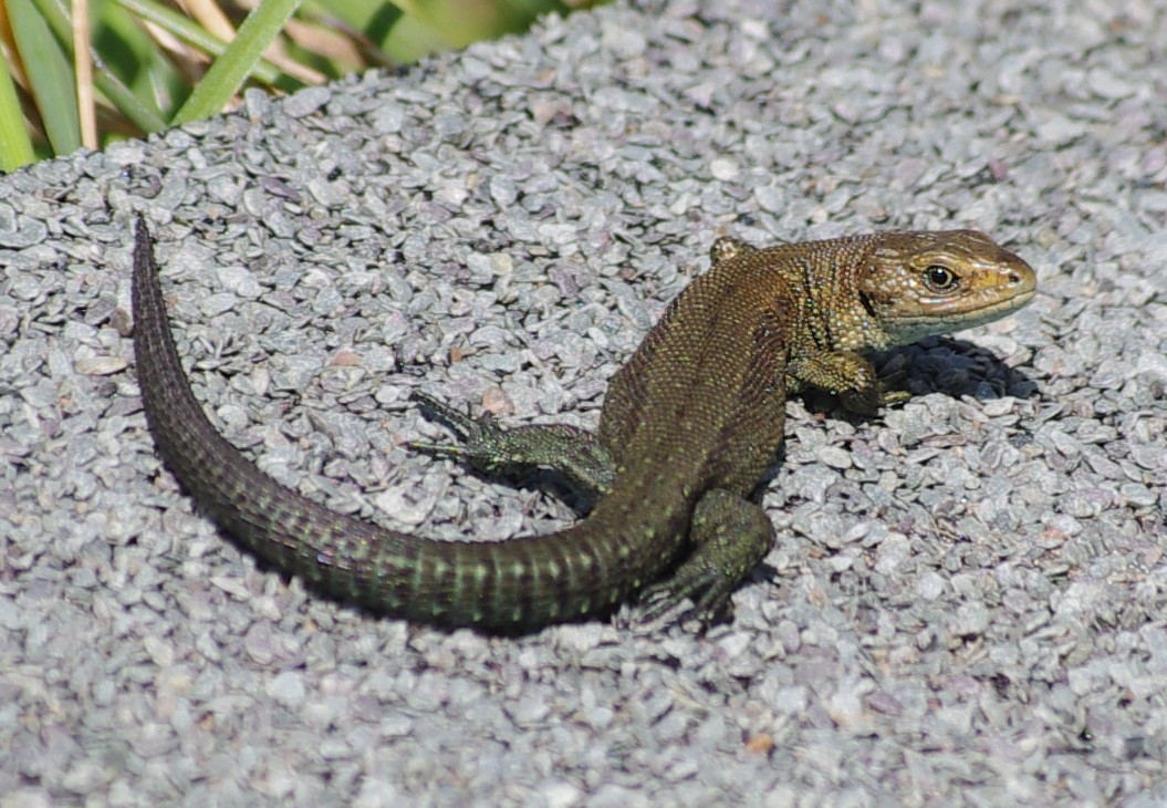 Welcome to the Green Heart Dens blog page.......: Common Lizard basking ...