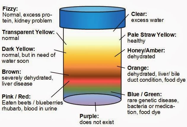 THE COLOR OF THE URINE IS AN INDICATOR OF HEALTH PROBLEMS! LEARN WHAT ...