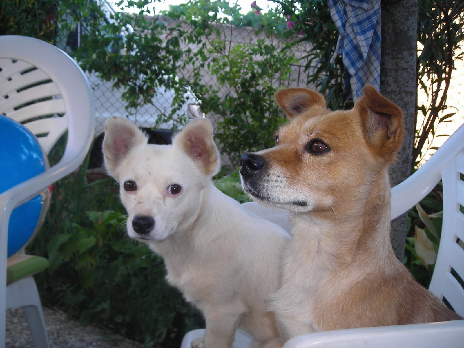 El ti Joaquín . com: abril 2011