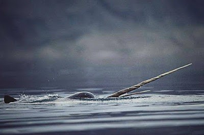 Los narvales, mejores lentes del mundo.: ¿Qué comen los narvales?