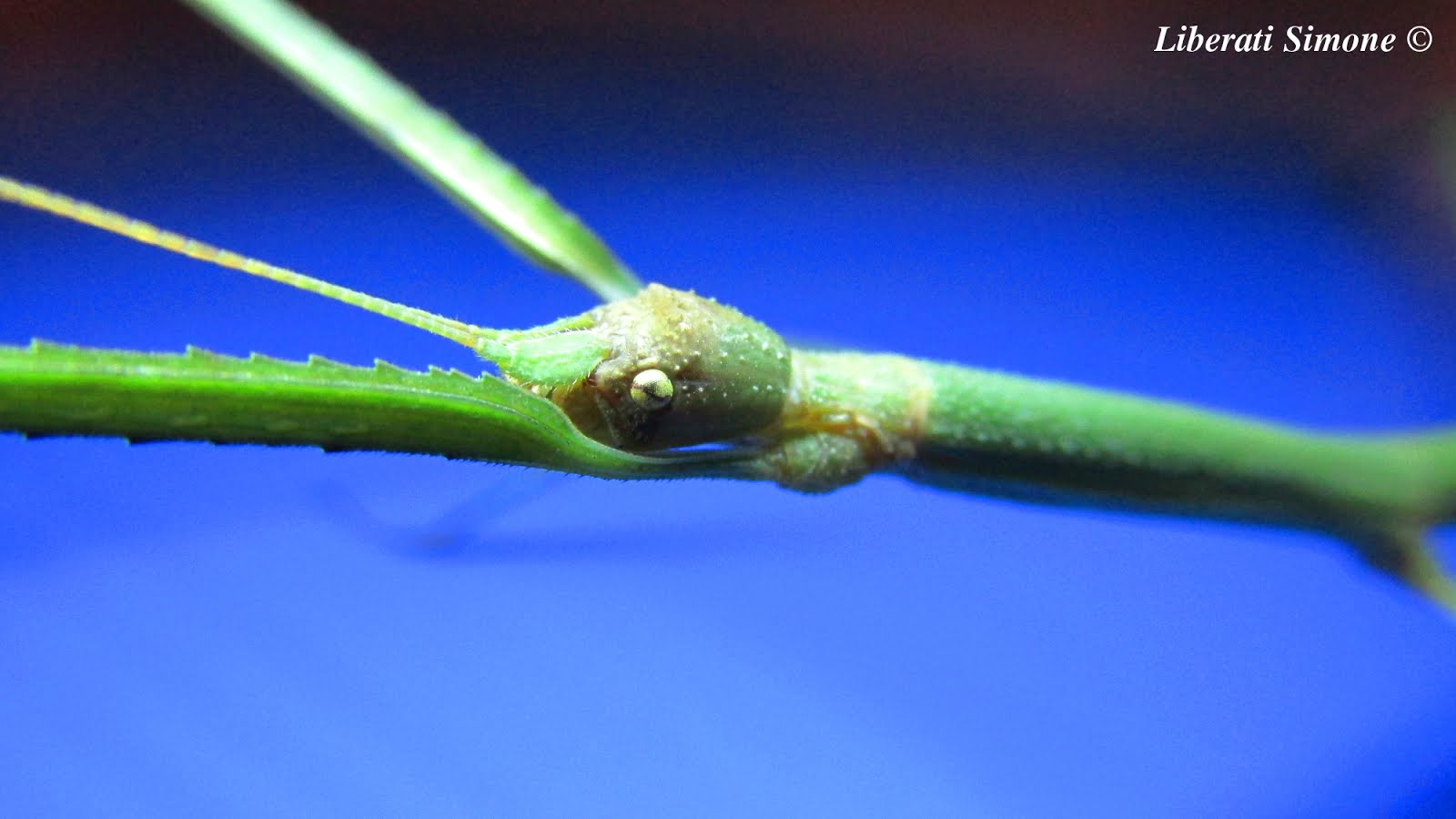 Ramulus artemis & Co.: Foto