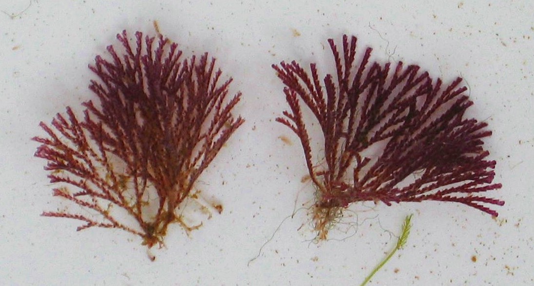 Bugula neritina - Alchetron, The Free Social Encyclopedia