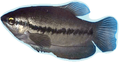 PLASALID ปลาสลิด: ปลาสลิด Trichogaster pectoralis