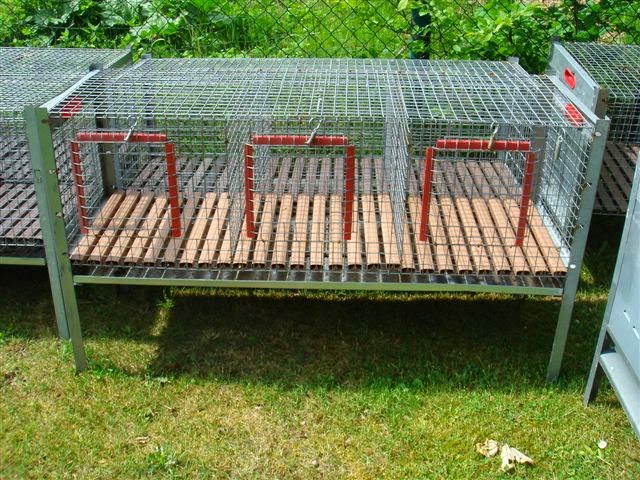 Kandang Kelinci Hias dan Kelinci Ternak - Beternak Kelinci