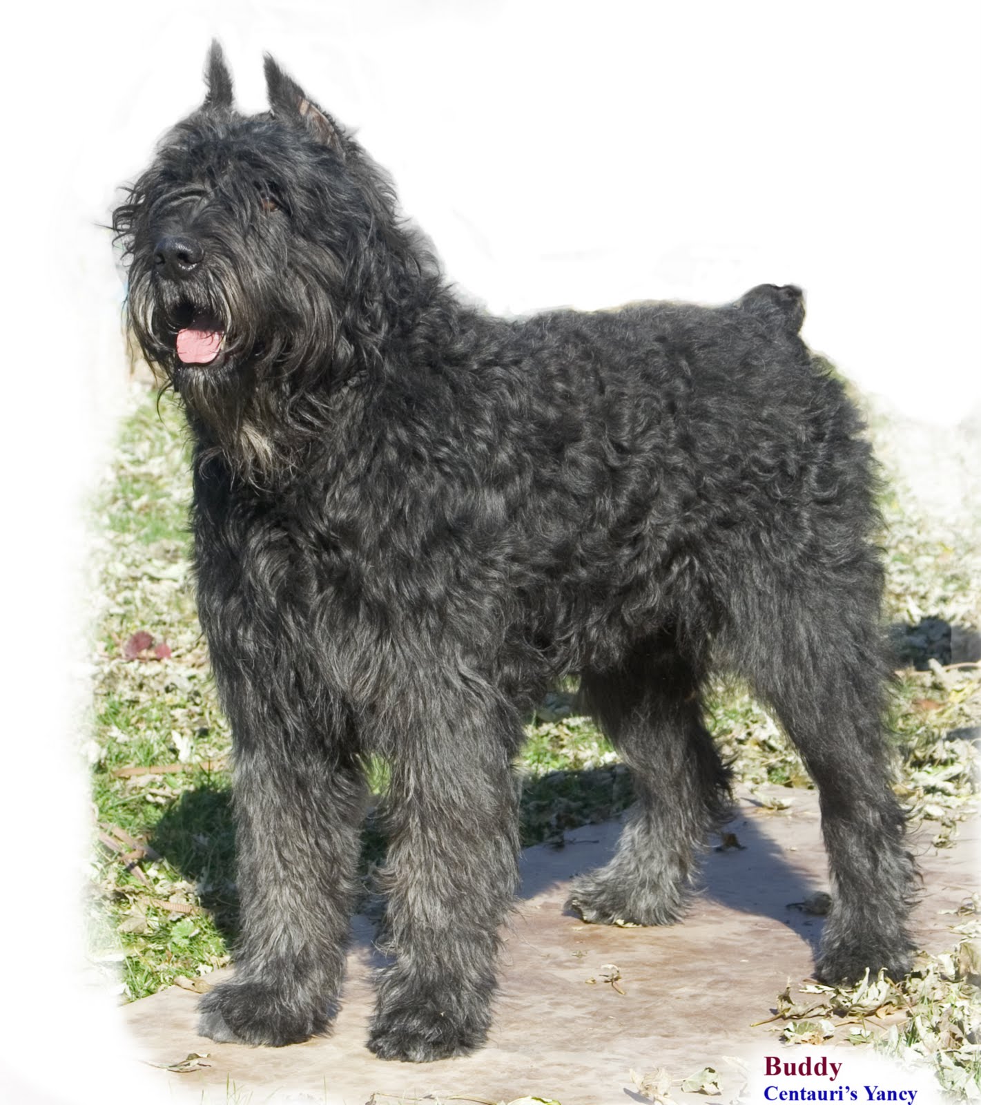 El ojo del buitre: Perros - Bouvier de Flandes