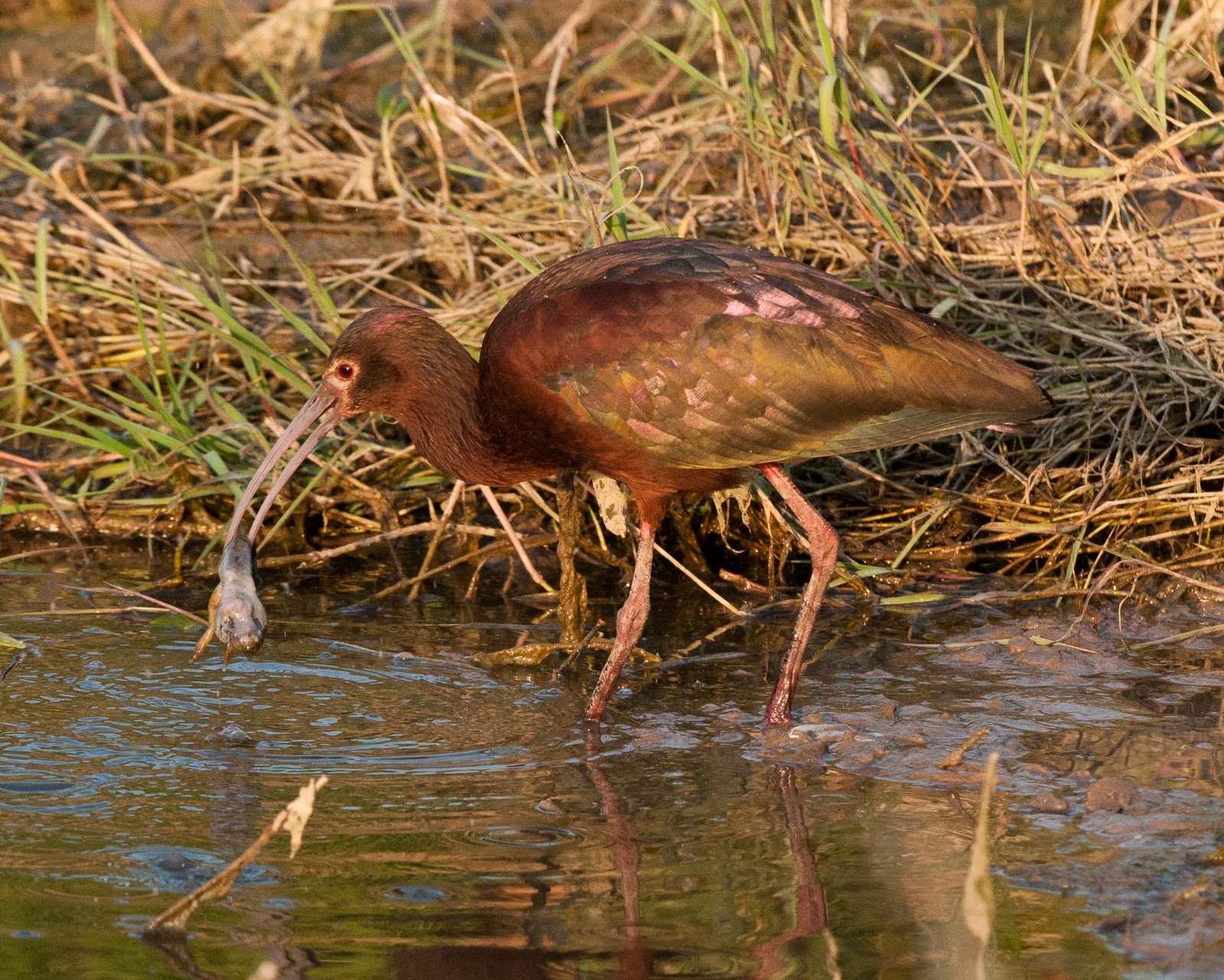 Birds of Different Feathers: How To: Ibis Eating Marsh Morsel