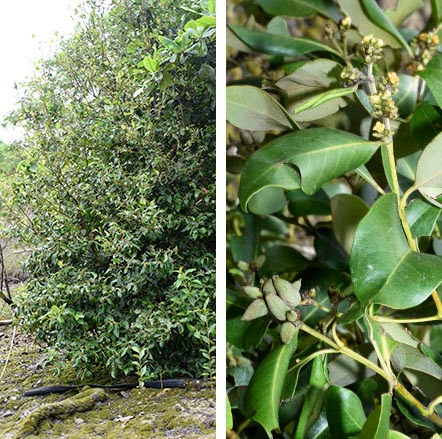 wild shores of singapore: Rare mangroves and seagrasses at Seringat Kias