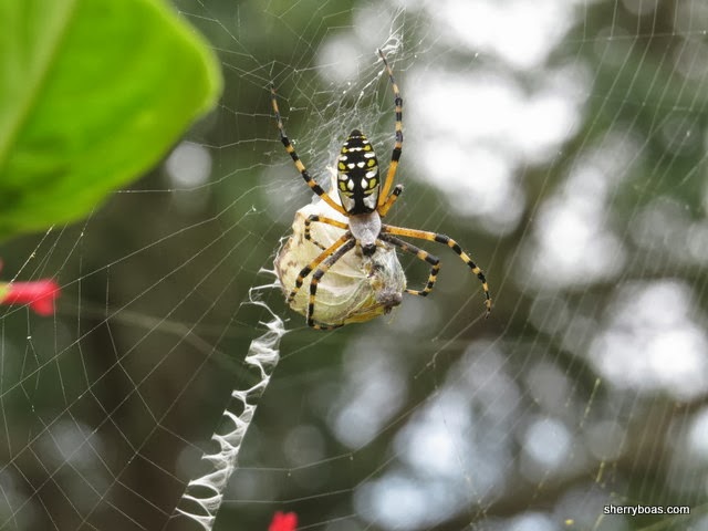 Simply Living: Spider vs Butterfly