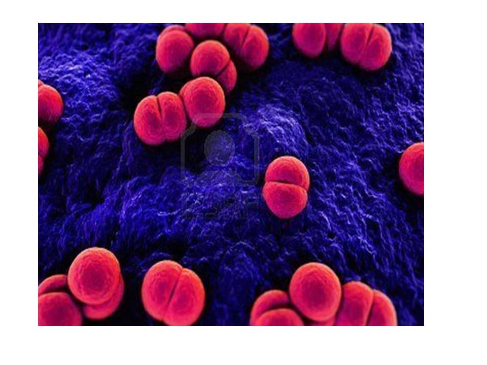 Tu Farmacéutico contigo: LA VACUNA DEL MENINGOCOCO: QUE DEBES SABER.