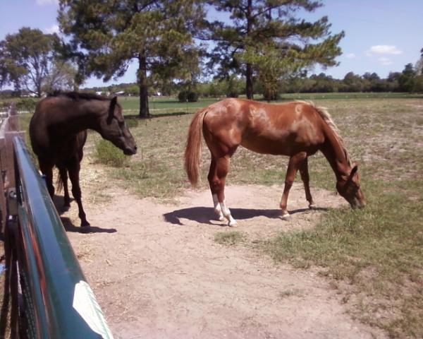 The Ramblings in My Brain