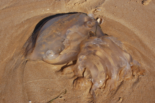 Pat's Orange Blossom: Medusas e Alforrecas