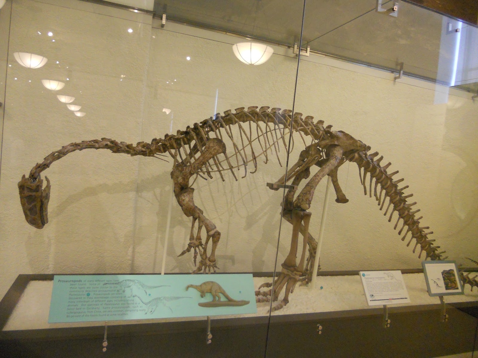 Prehistoric Beast of the Week: Plateosaurus: Beast of the Week