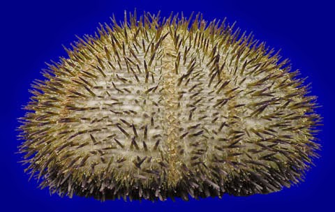 Taukah Anda??: Temnopleurus alexandri (Bulu Babi)