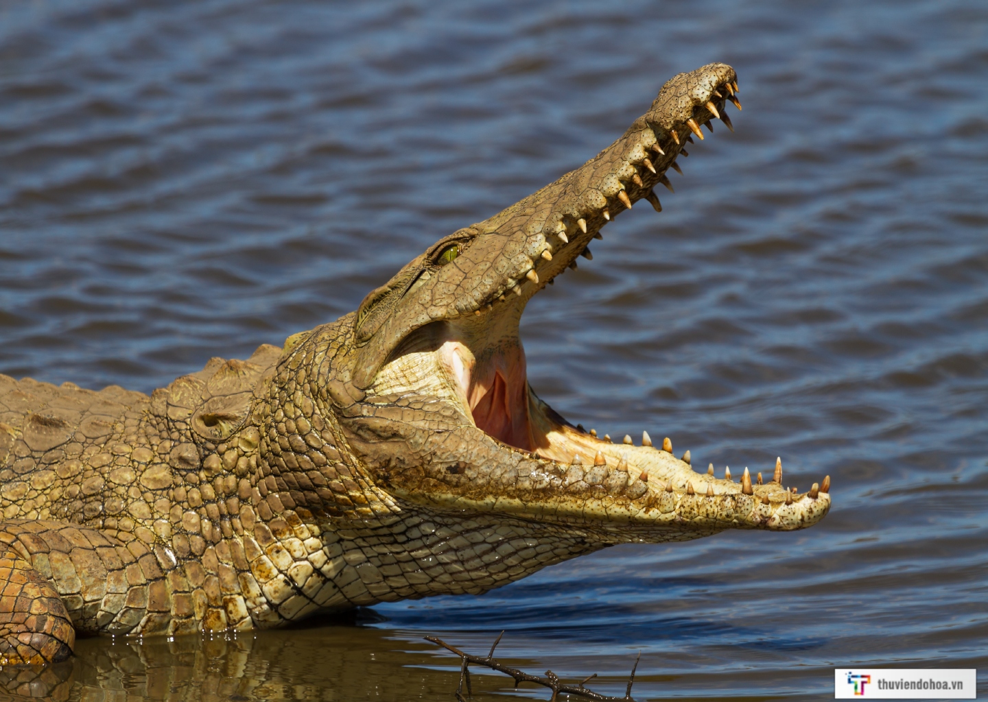 25 Hình ảnh con cá sấu chất lượng cao Crocodile