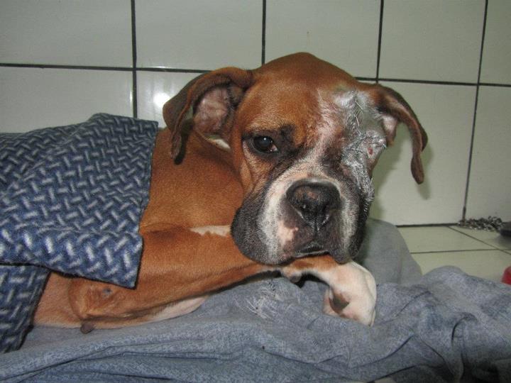 ADOPCIONES PERU - ELLOS ESPERAN POR TÍ: Perrita boxer abandonada con ...