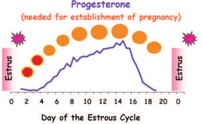 The Oestrus/Estrus Cycle - Vet in Training