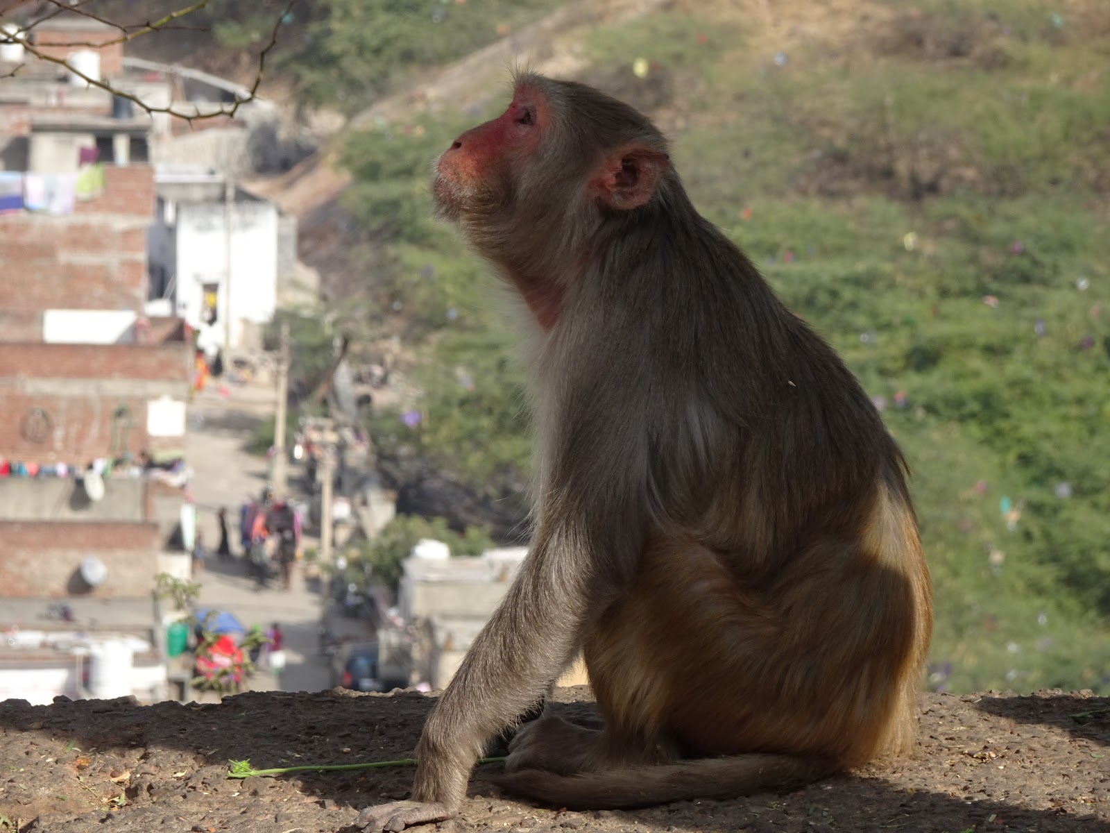 Vintage Vixen: Huggin' Up The Big Monkey Man - Galta Ji Temple
