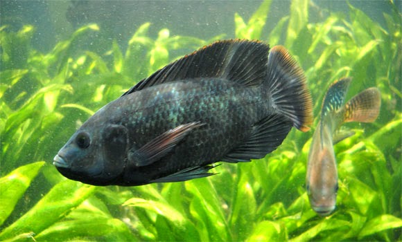 PECES ALIMENTADOS CON EXCREMENTOS