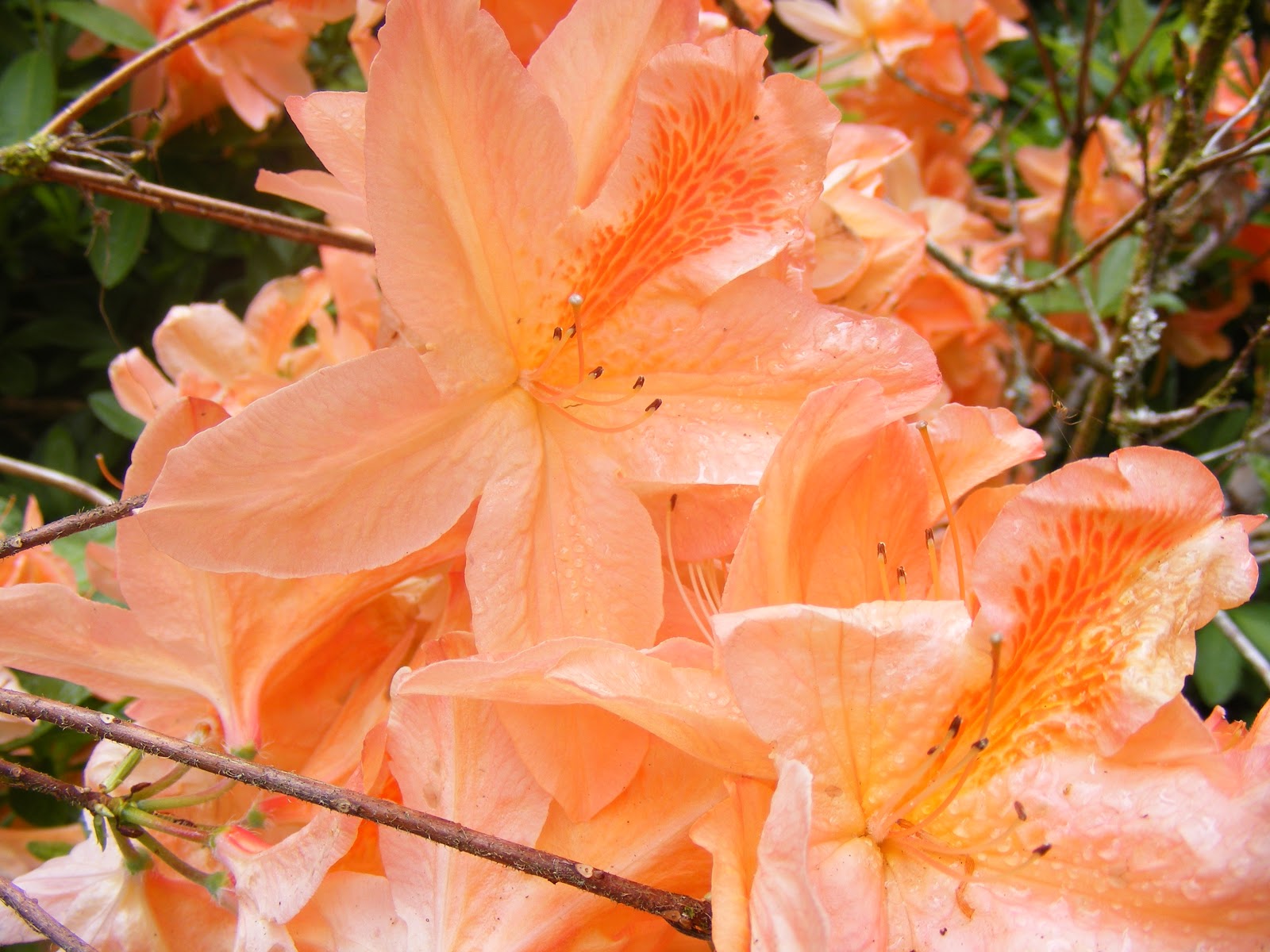 photographing New Zealand: azalea