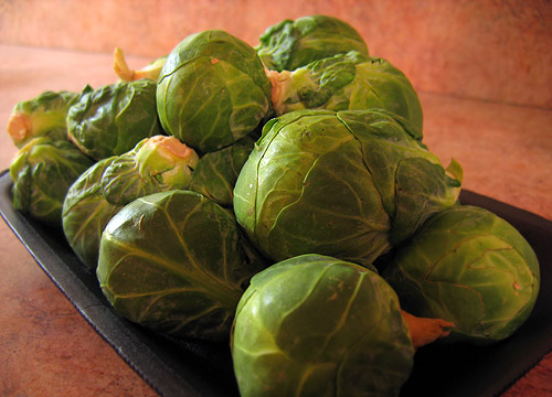 HOW TO GROW BRUSSELS SPROUTS FROM SEED |The Garden of Eaden