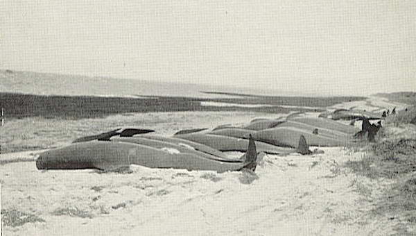 Barbara Eppich Struna: Cape Cod Creatures of the Sea