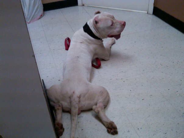 Pit Bull Frogs: Pit Bull Frog Photos