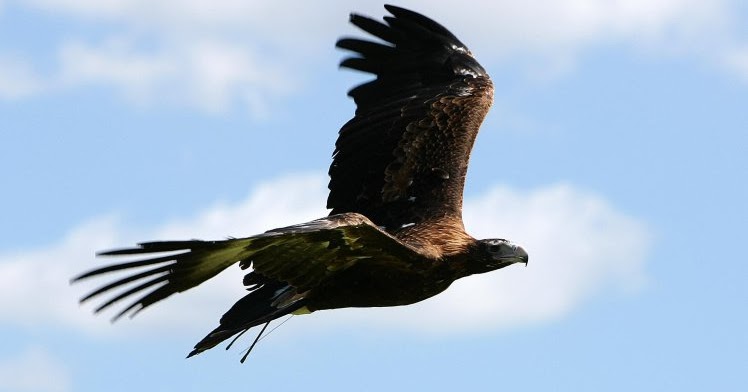 White Wolf : Eagles Attack And Destroy Nine Mining Giant's Drones