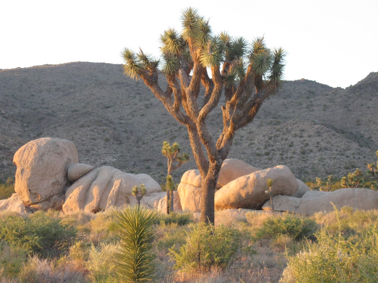 Wildlife in Southern California: Ecosystems