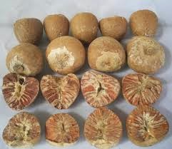 CARA MENGUBATI PENYAKIT KAYAP SECARA TRADISIONAL | ilmu pertanian