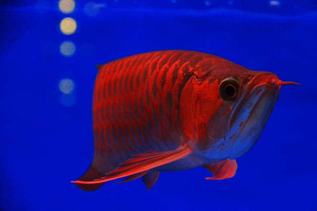 The Most Popular Types of Arowana in The World