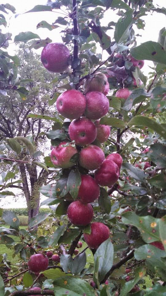 Alternative Roots Farm: Apples :: State Fair