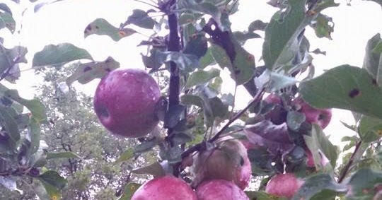 Alternative Roots Farm: Apples :: State Fair