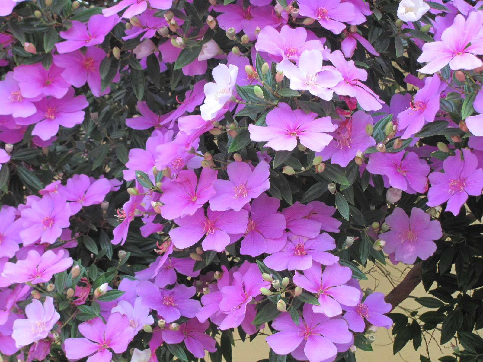 Simplesmente Fascinante: Tibouchina Mutabilis- Vulgo: Manacá da Serra