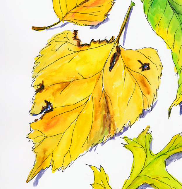 The Gluten Free Illustrator