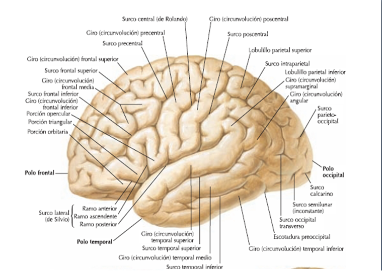 El ojo: Estructura y función: Anatomía de cerebro y pares craneanos