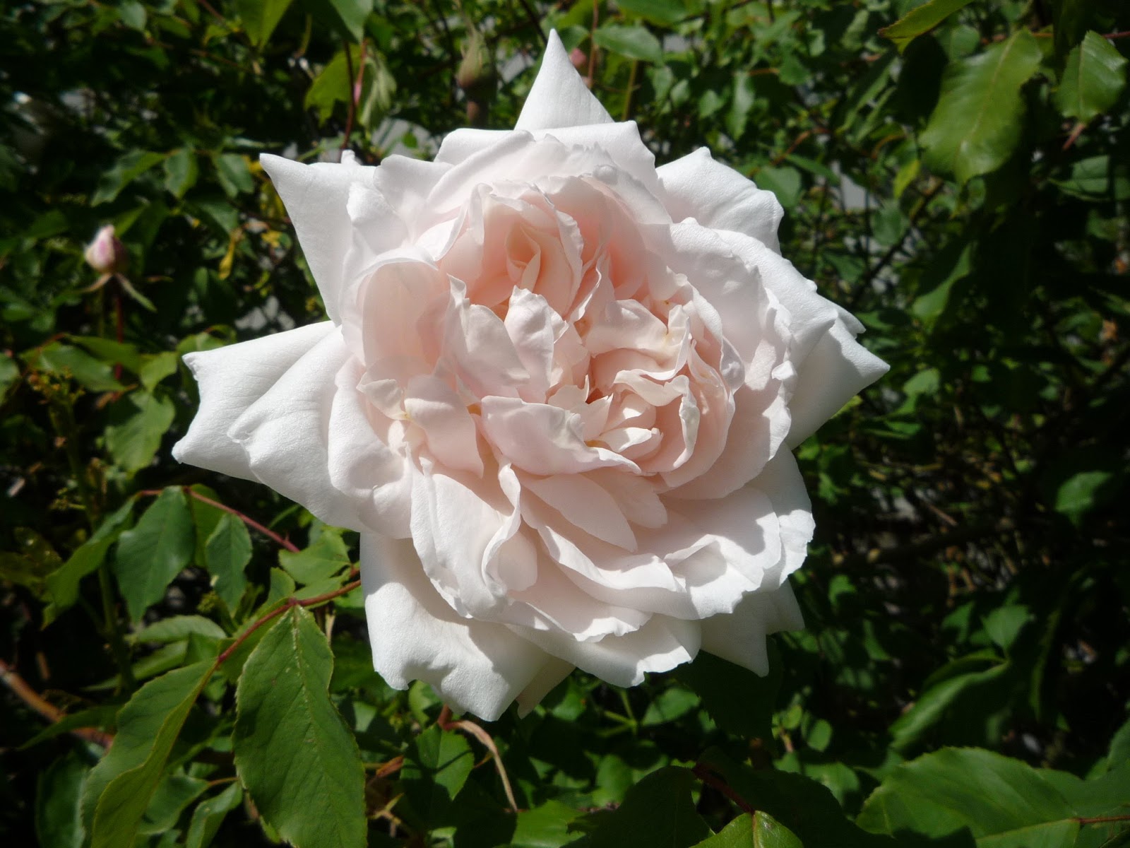 Chicken Food for Free. Fabulous Forage 4. Roses - Forest Gardening ...