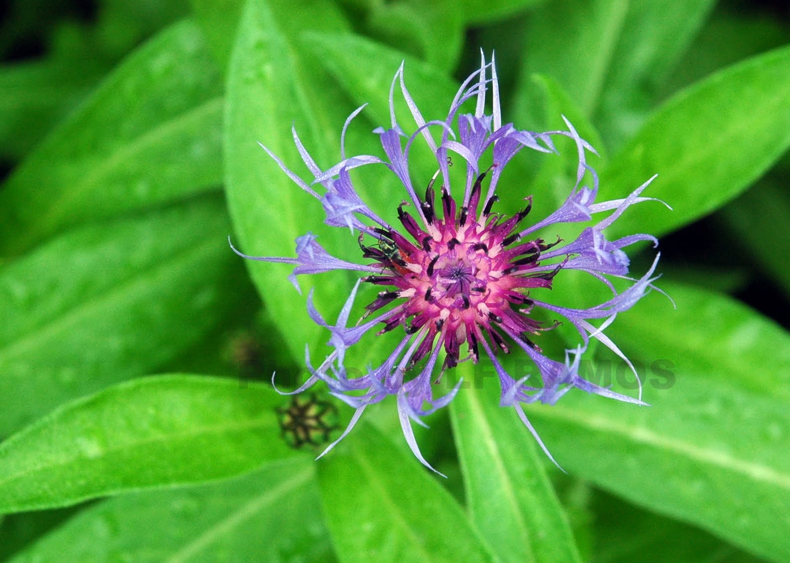 Naquem.: An encounter with a circumcised Japanese Jack-in-the-Pulpit