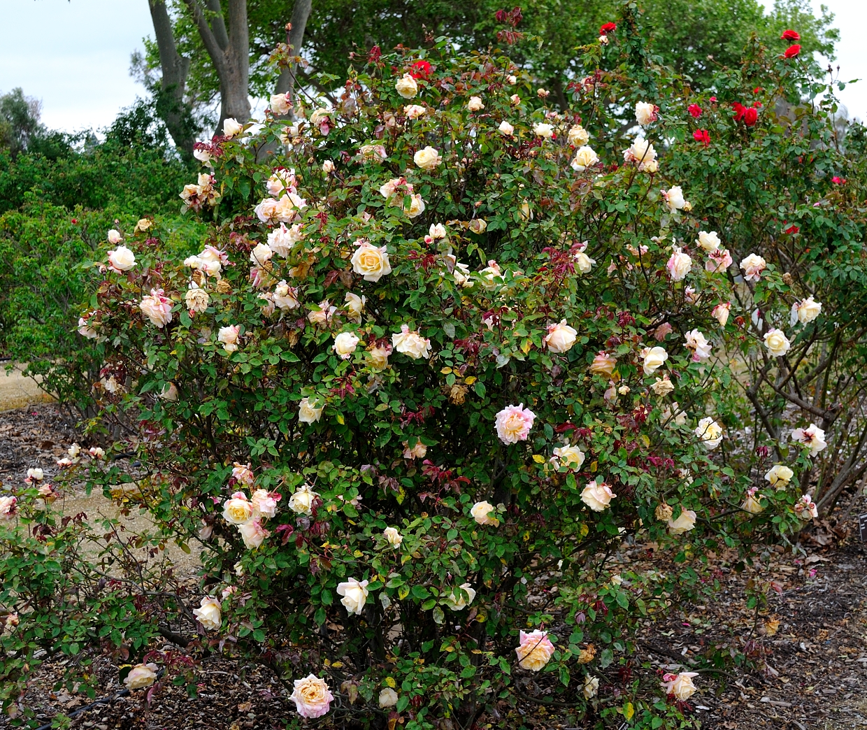 A Rose is a Rose...: What's In a Name: A Tea or Not A Tea