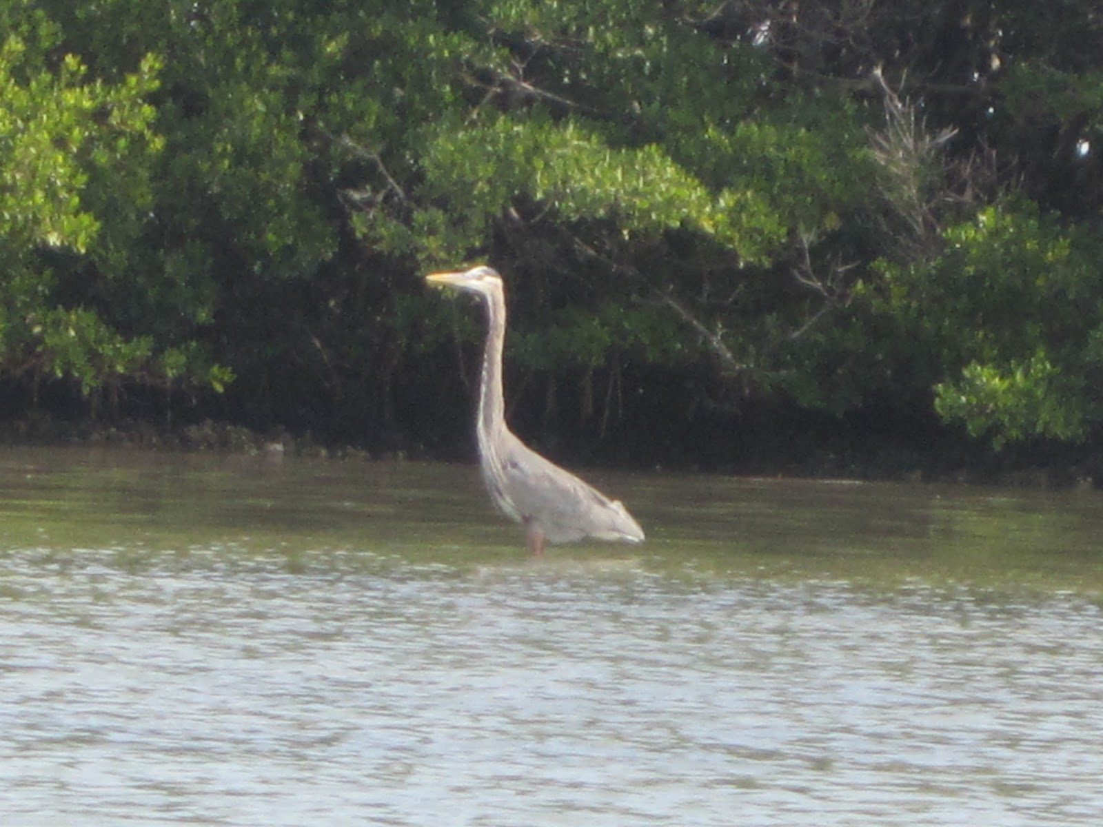 Dave's Yak Tales: Fort De Soto, Shell Key