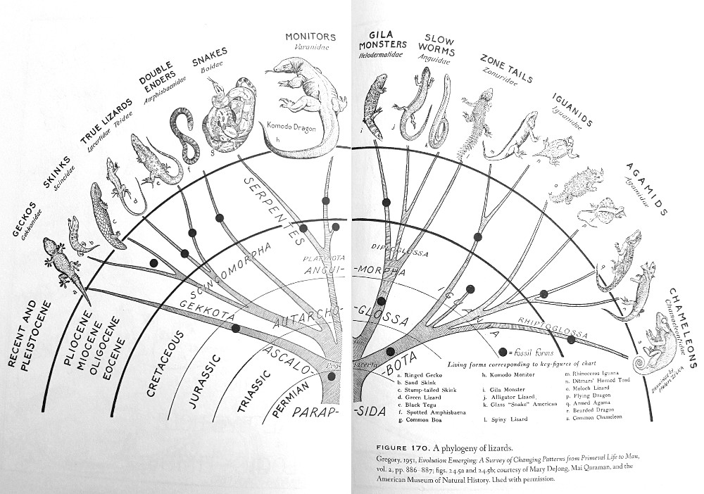 Evolution blog: Er zijn eigenlijk drie soorten 'Trees of life ...