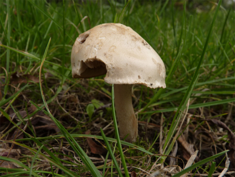 Middle of Nowhere: Little toadstools