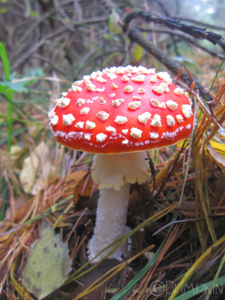 Bumpkin Bears and Friends: Toadstool Party