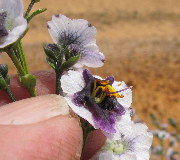Esperance Wildflowers: Cyanostegia angustifolia - Tinsel-flower