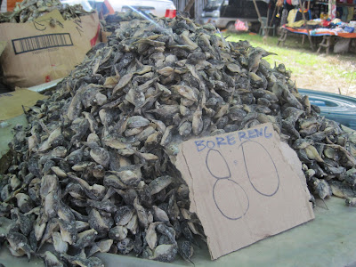 Ang Sirena'ng Tabunon : Borereng