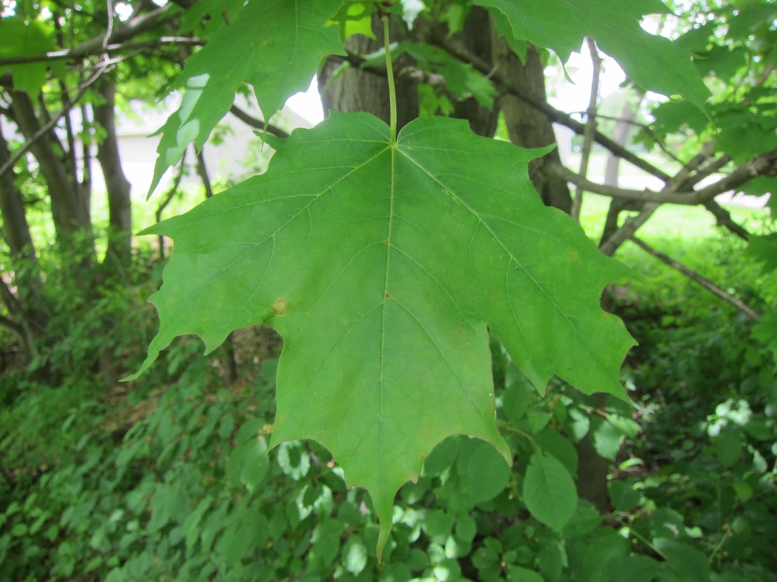 furthermore, flask: leaf morphology